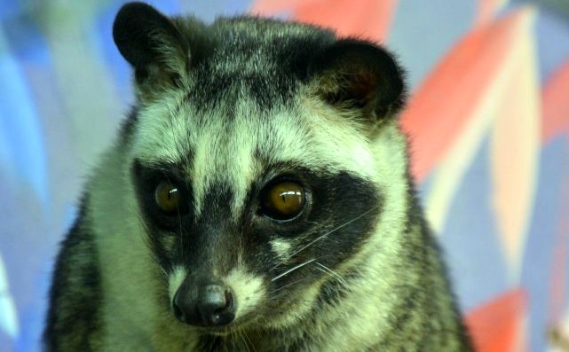 ToddyCat, un nuevo grupo de APT que ataca a gobiernos europeos y ...